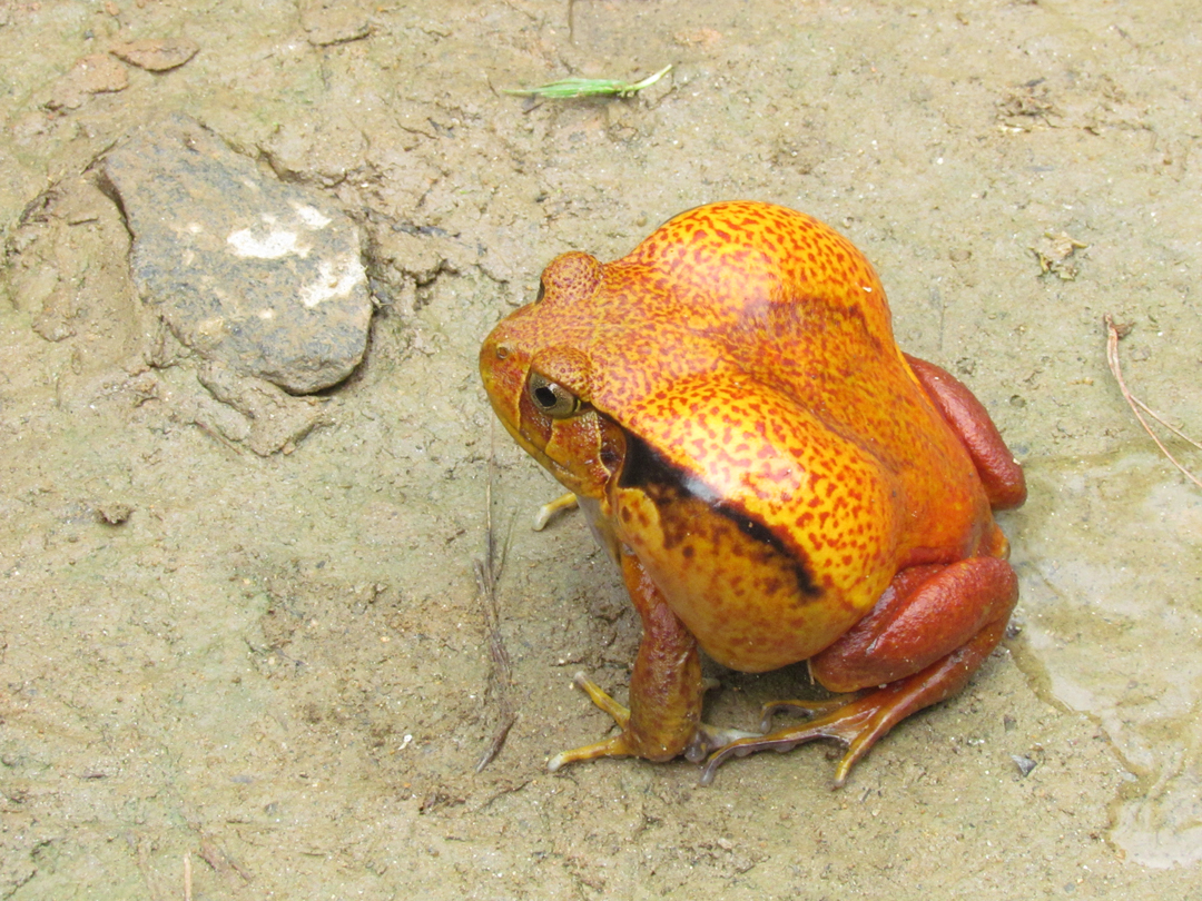 2/ Northern Madagascar, a sanctuary of nature or Vanilla triangle?
